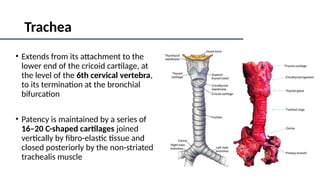 Respiratory Anatomy and anesthesiology.ppt