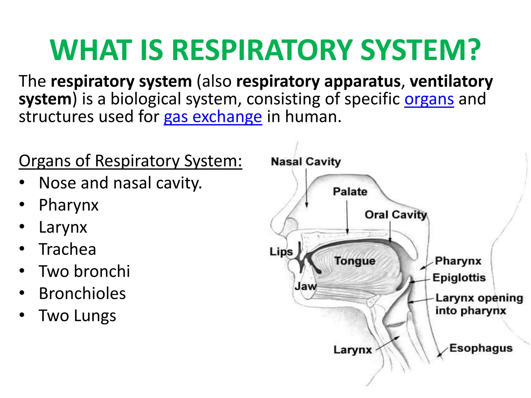 respiratory system and the related organs | PPTX