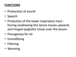 respiratory system and the related organs | PPTX