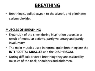 respiratory system and related organs anatomy physiology | PPTX