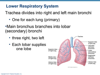 Respiratory anat online | PPT