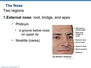 Respiratory anat online | PPT