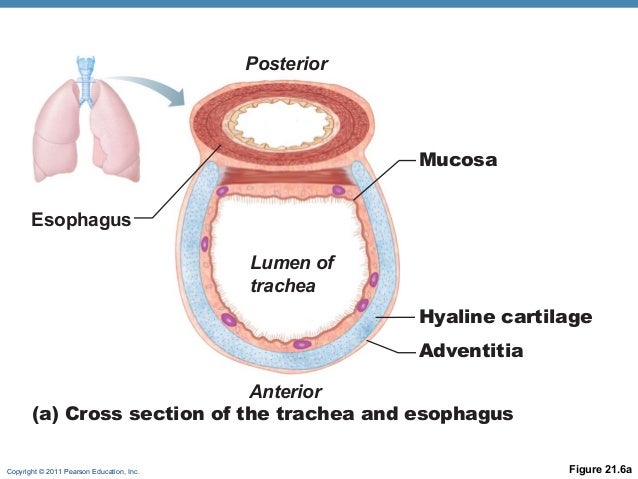 Respiratory anat online