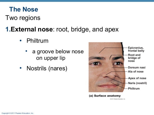 Respiratory anat online