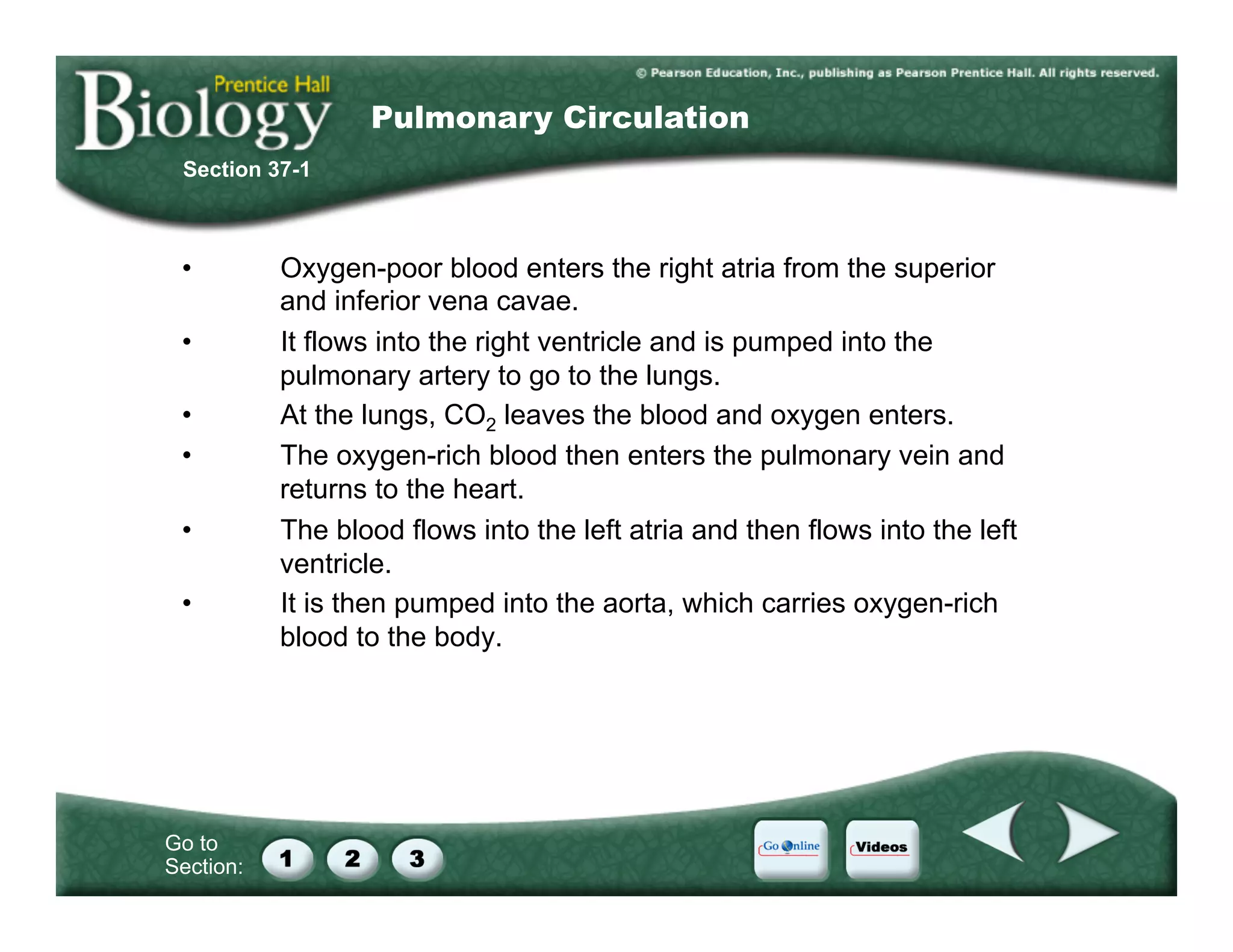 respiratory and circulatory system .pdf | Lung and Respiratory Health ...