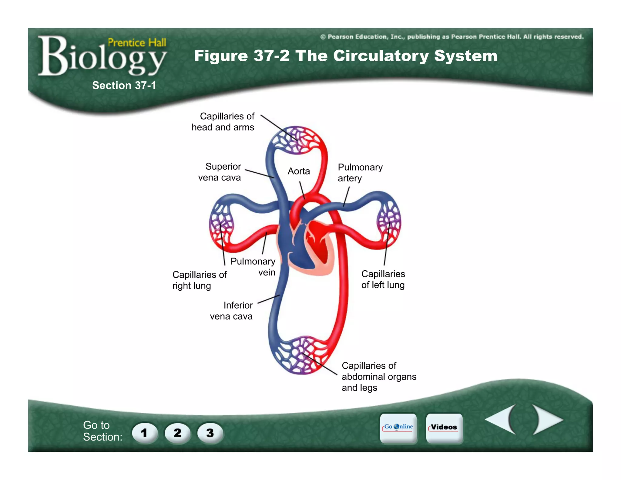 respiratory and circulatory system .pdf | Lung and Respiratory Health ...