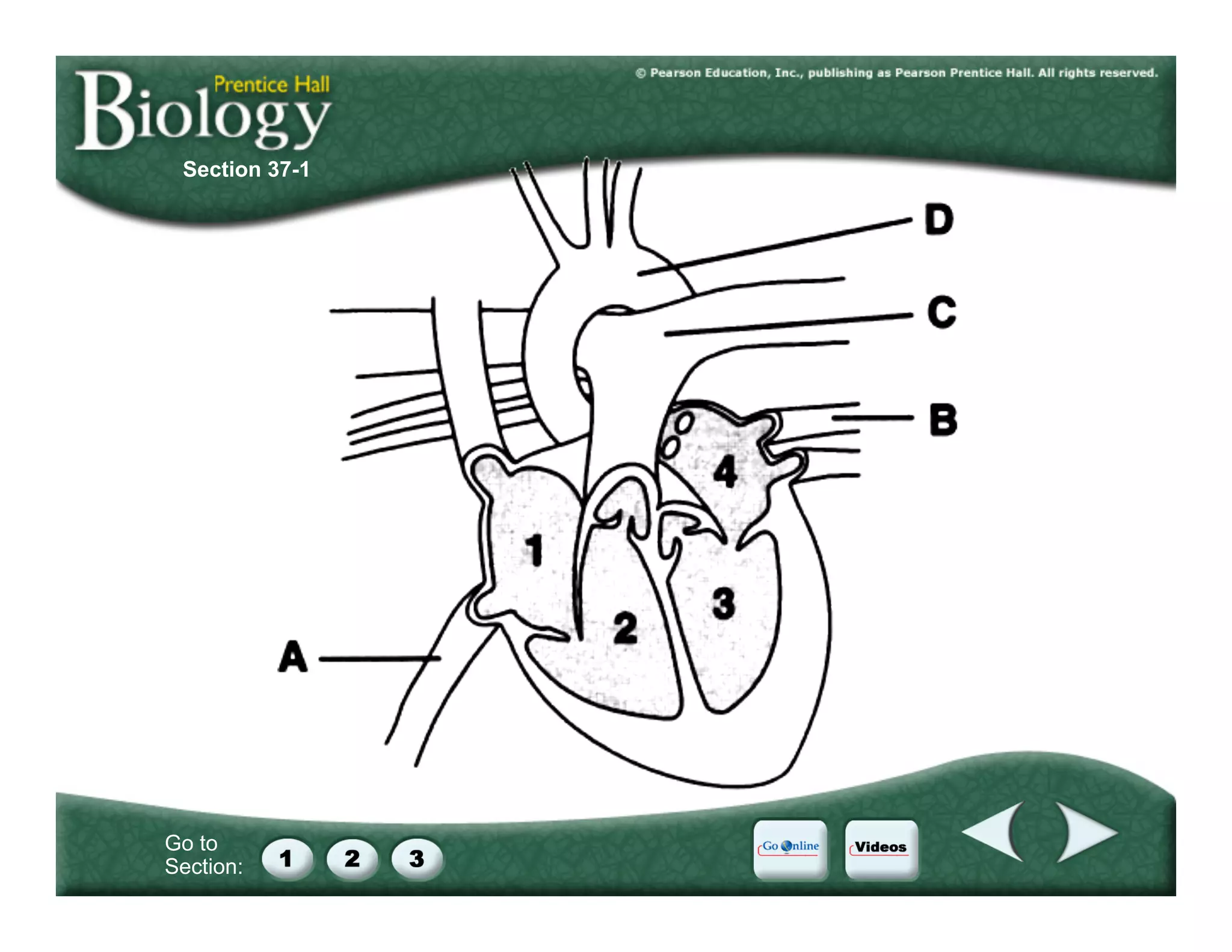 respiratory and circulatory system .pdf | Lung and Respiratory Health ...