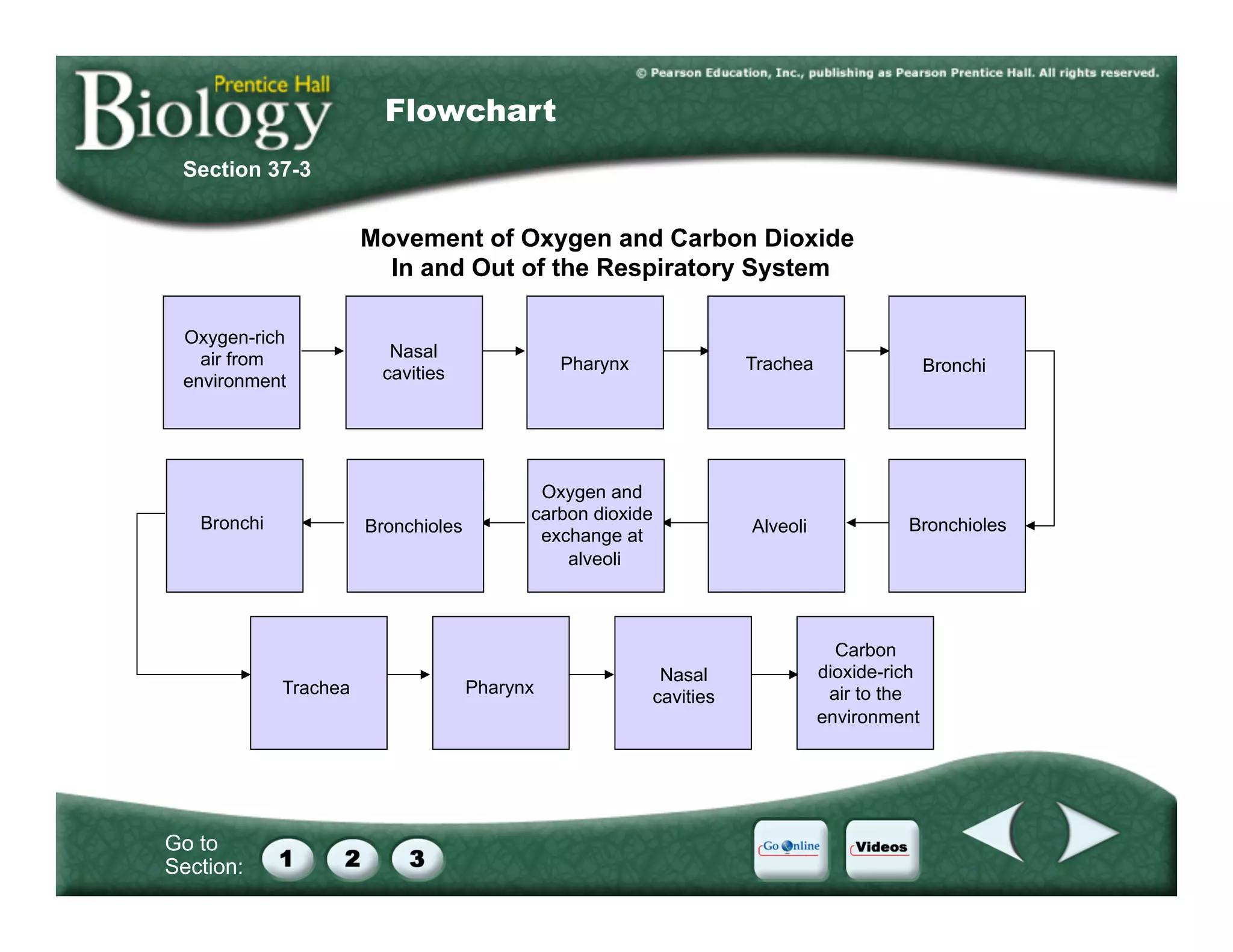 respiratory and circulatory system .pdf
