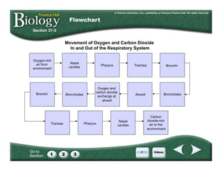 respiratory and circulatory system .pdf | Lung and Respiratory Health ...