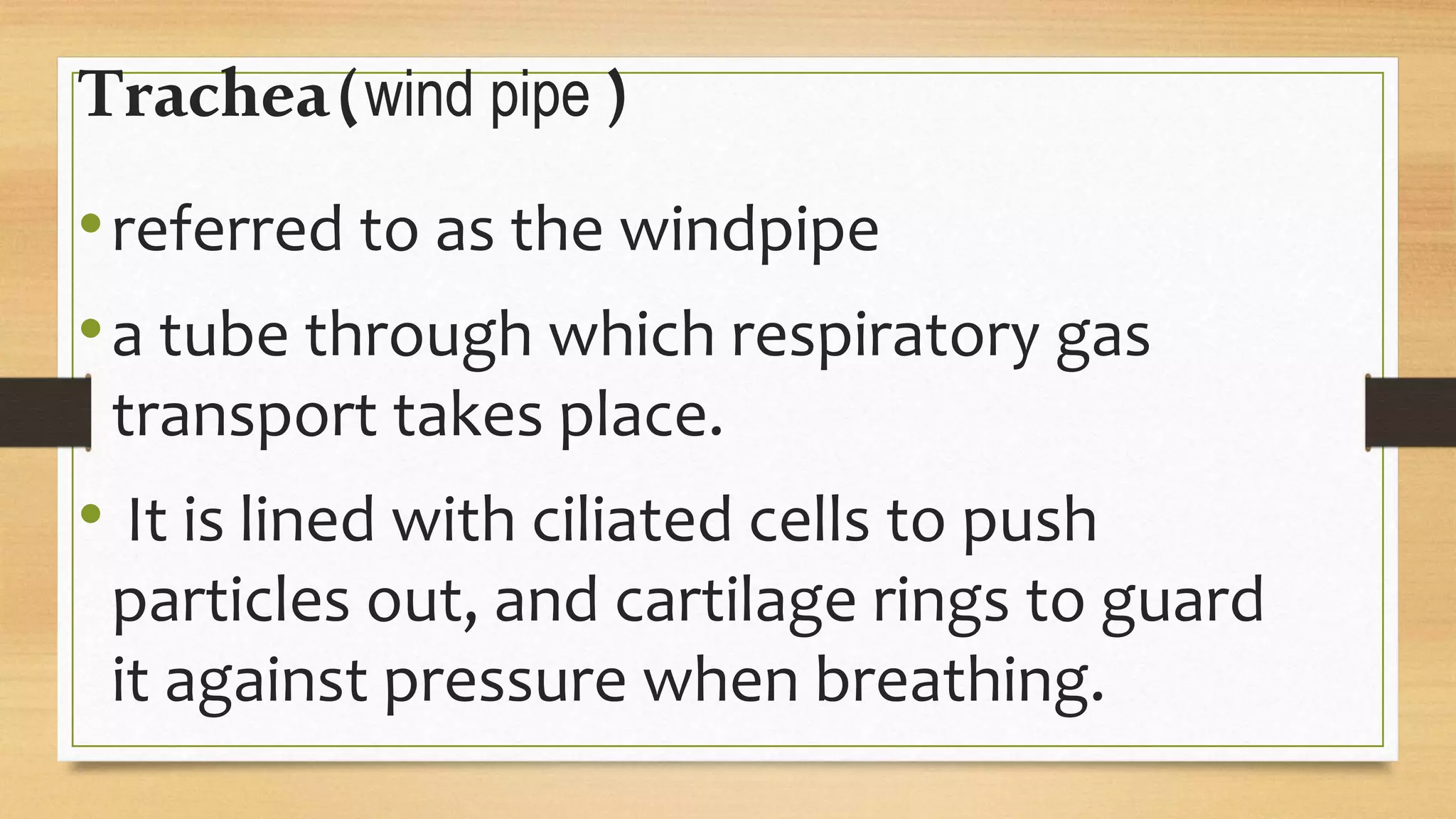 Respiratory and circulatory systems.pptx | Lung and Respiratory Health ...
