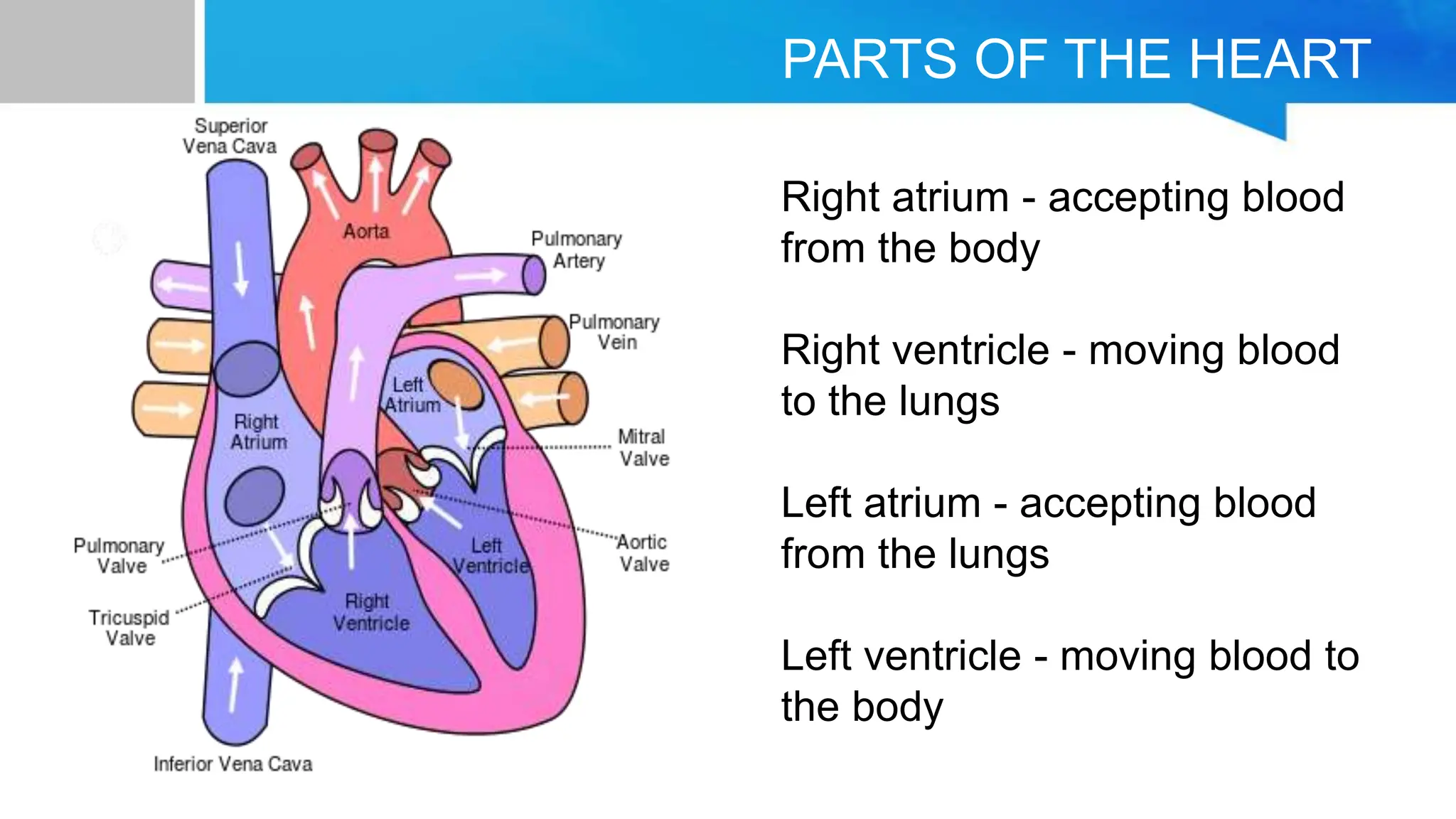 RESPIRATORY and CIRCULATORY SYSTEM.pptx