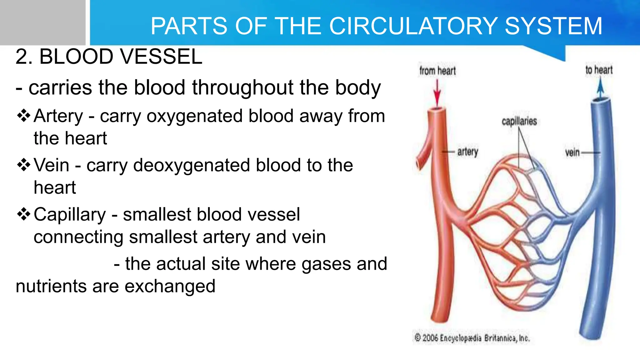RESPIRATORY and CIRCULATORY SYSTEM.pptx