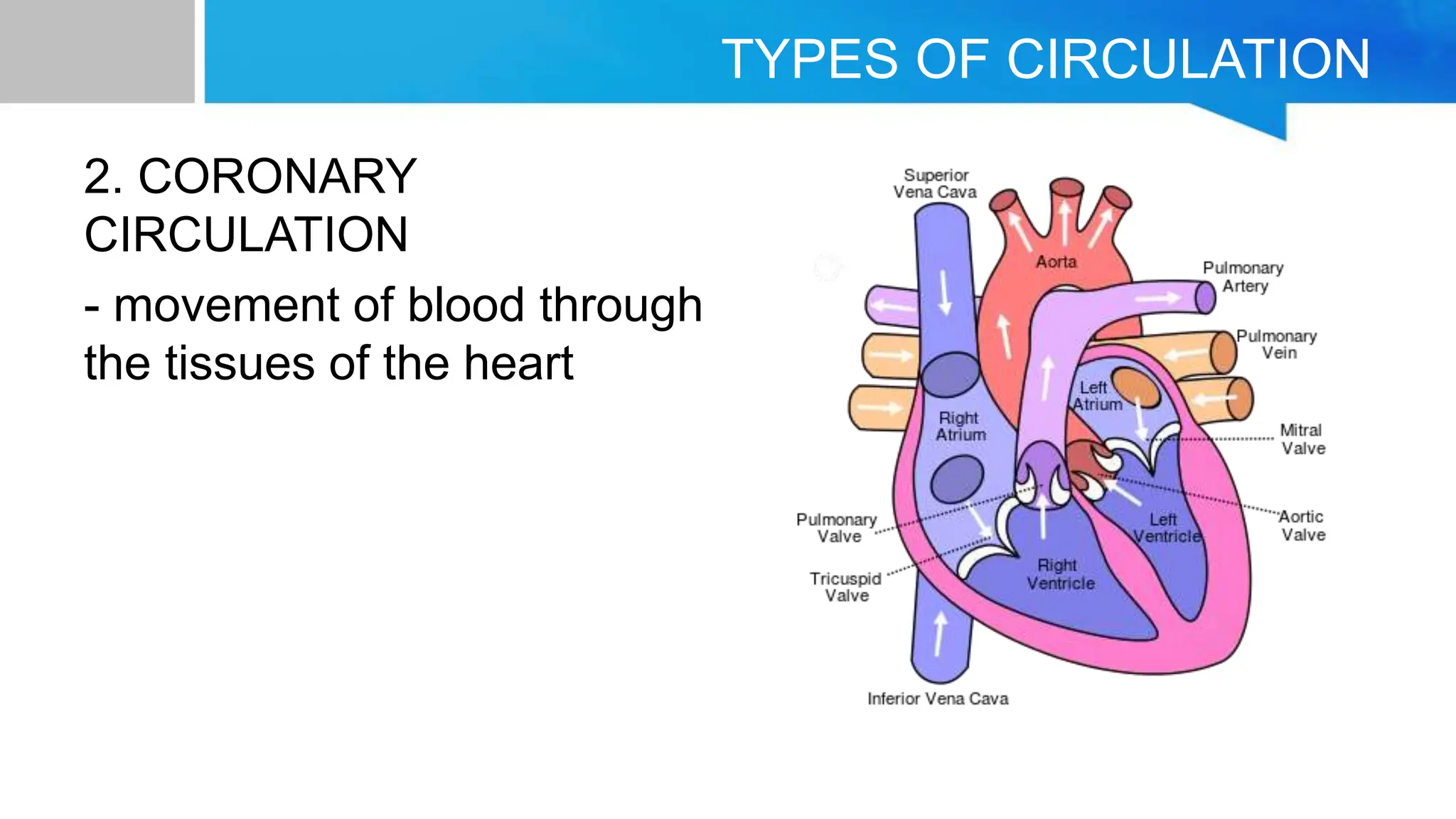 RESPIRATORY and CIRCULATORY SYSTEM.pptx