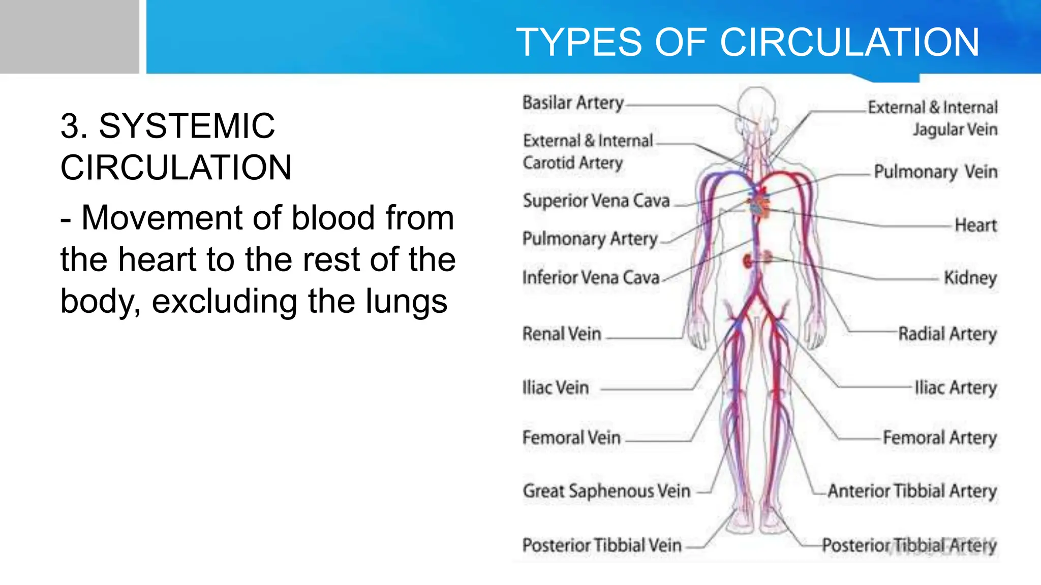 RESPIRATORY and CIRCULATORY SYSTEM.pptx