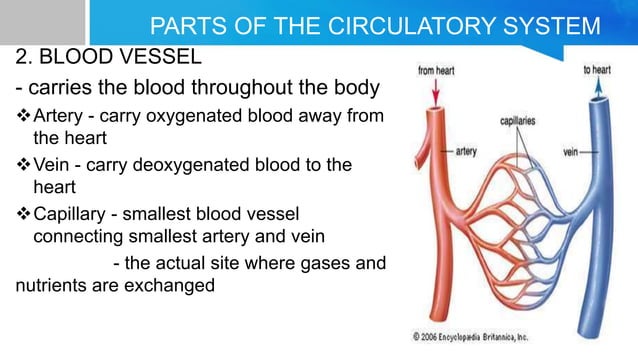 RESPIRATORY and CIRCULATORY SYSTEM.pptx