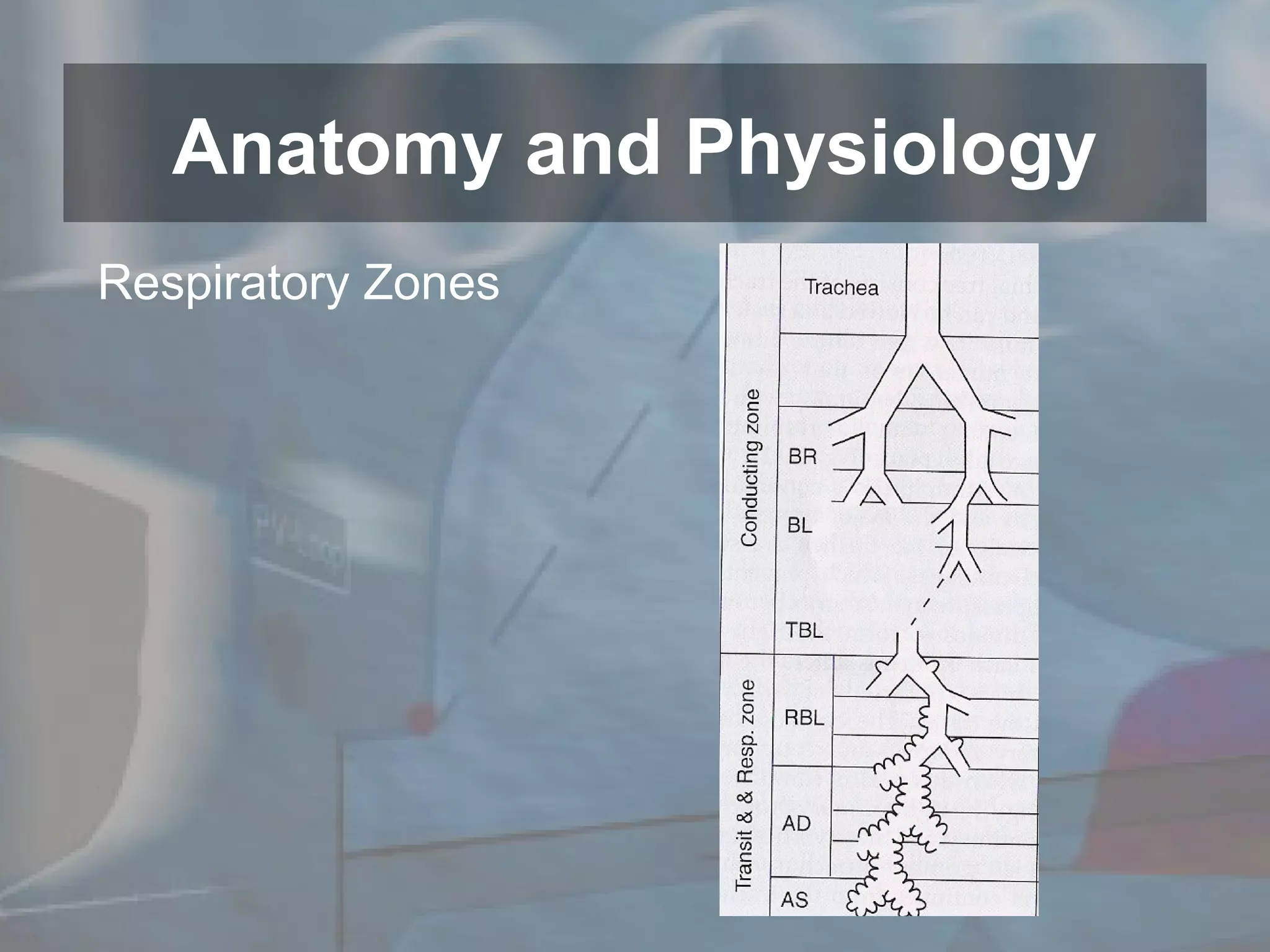 Respiratory: anatomy and physiology | PPT