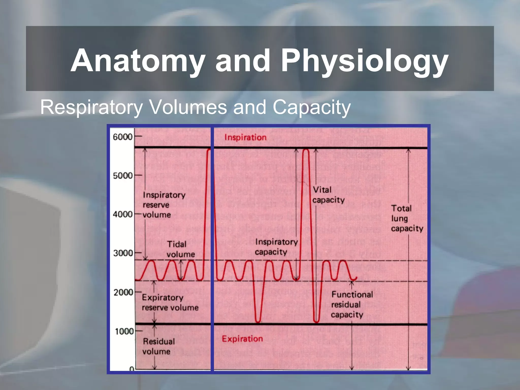 Respiratory: anatomy and physiology | PPT