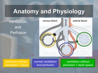 Respiratory: anatomy and physiology | PPT