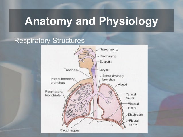 Respiratory: anatomy and physiology