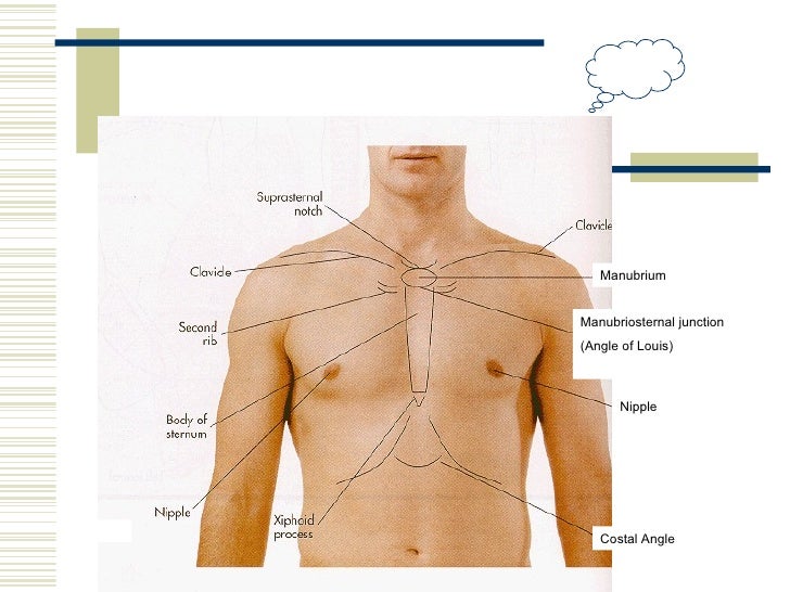 Posterior Costal Angle