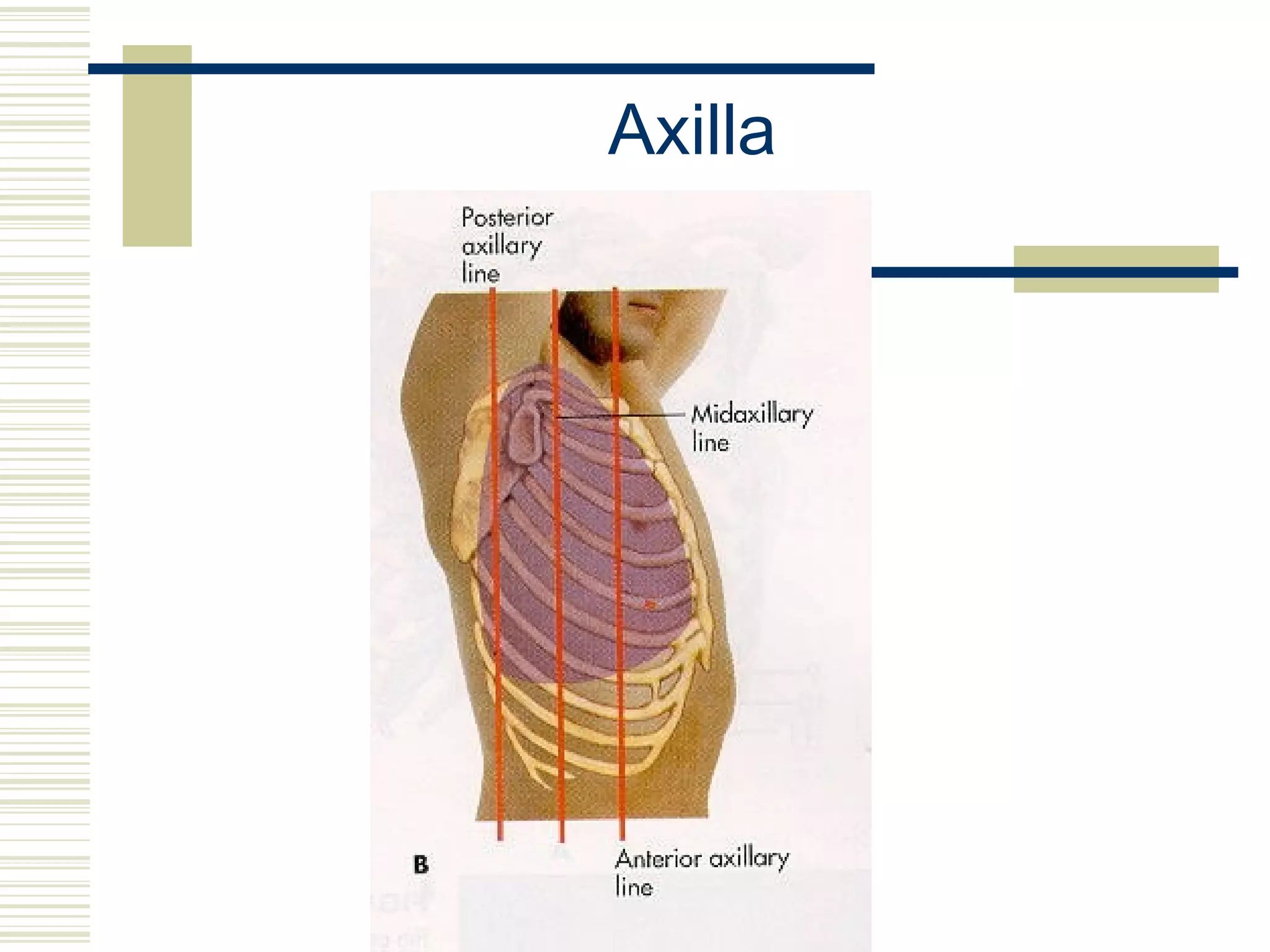 ASSESSMENT OF THE CHEST AND LUNGS | PPT