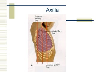 ASSESSMENT OF THE CHEST AND LUNGS | PPT
