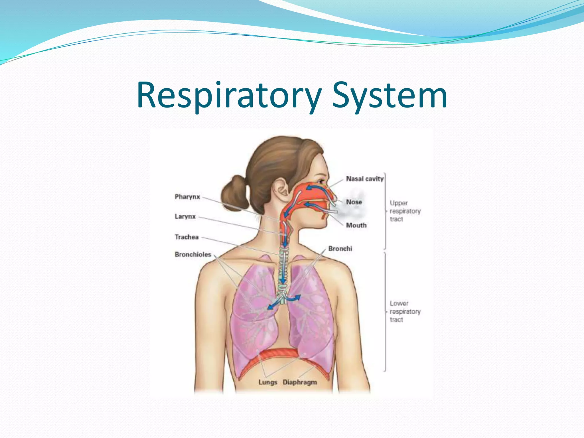 Respiratory Assessment | PPTX