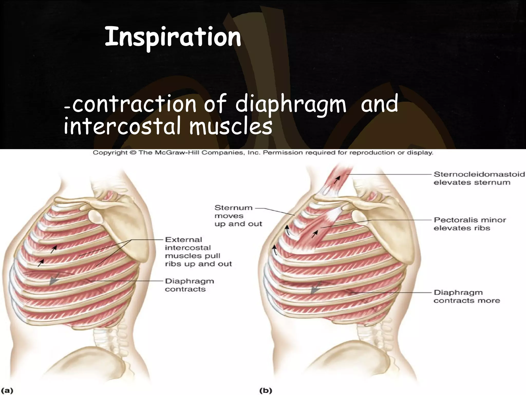 Respiratory System assessment | PPT