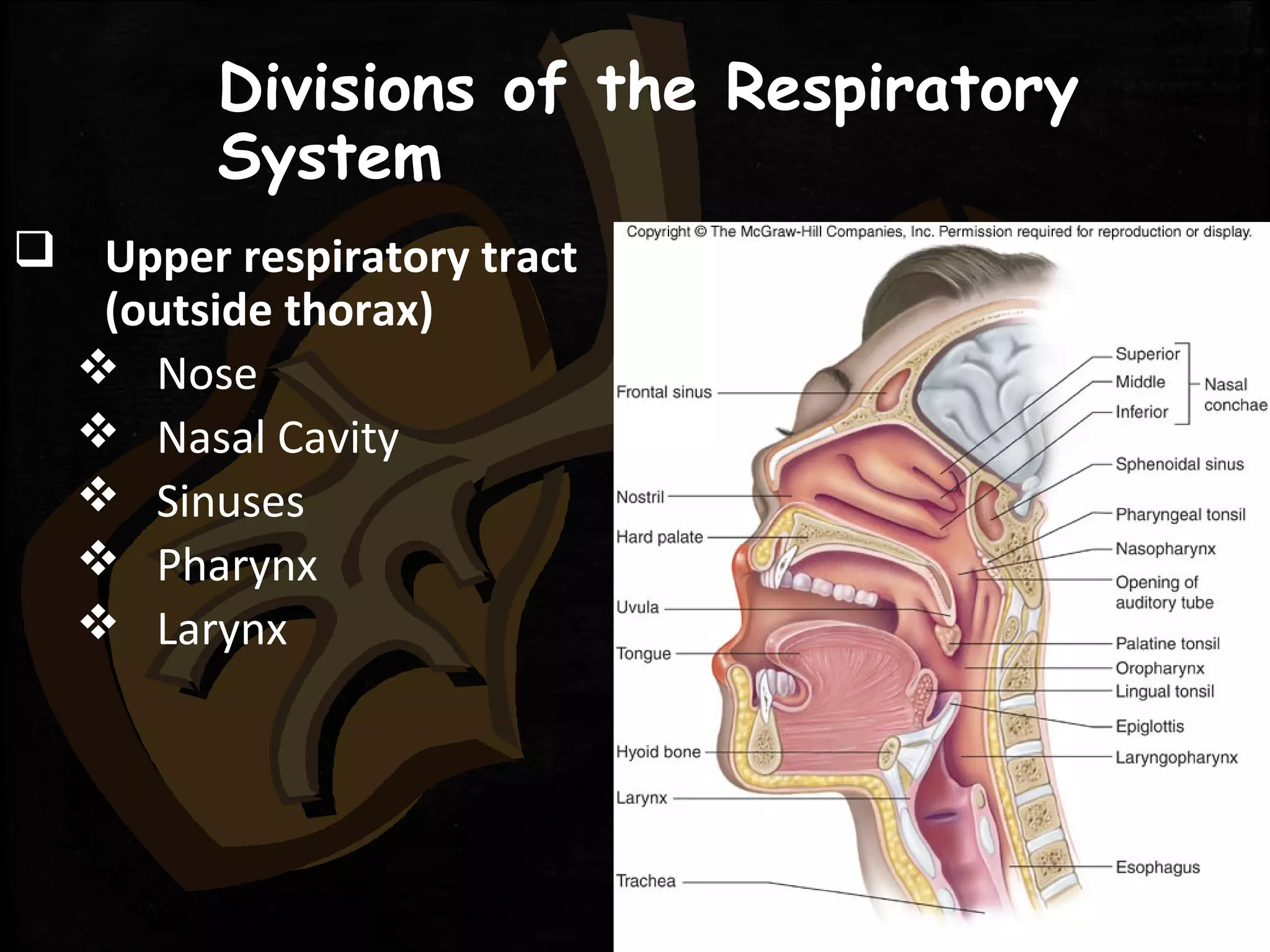 Respiratory System assessment | PPT