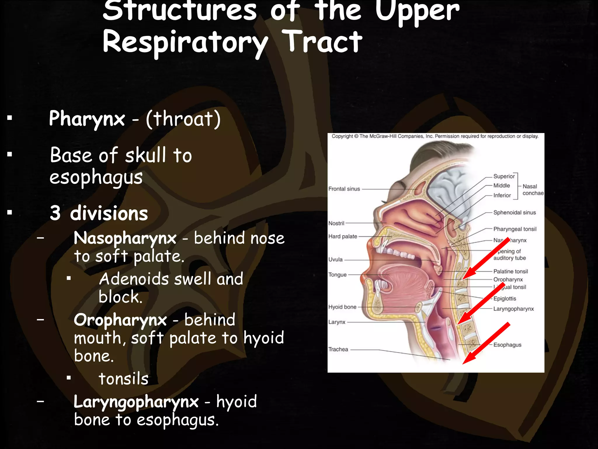 Respiratory System assessment | PPT