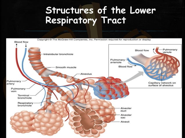 Respiratory System assessment | PPT