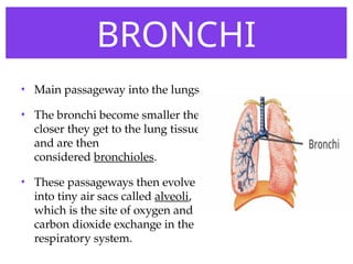 RESPIRATORYBIO presentation in BIOSC course | PPT