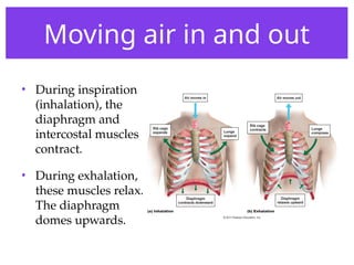 RESPIRATORYBIO presentation in BIOSC course | PPT