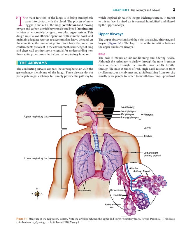 Respiratory Care Anatomy and Physiology (3rd ed).pdf