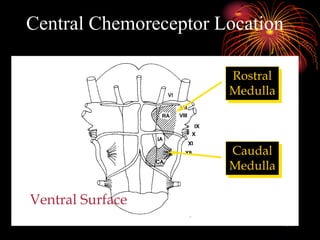 Respiratory Center.ppt