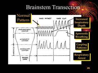 Respiratory Center.ppt
