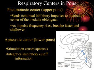 Respiratory Center.ppt
