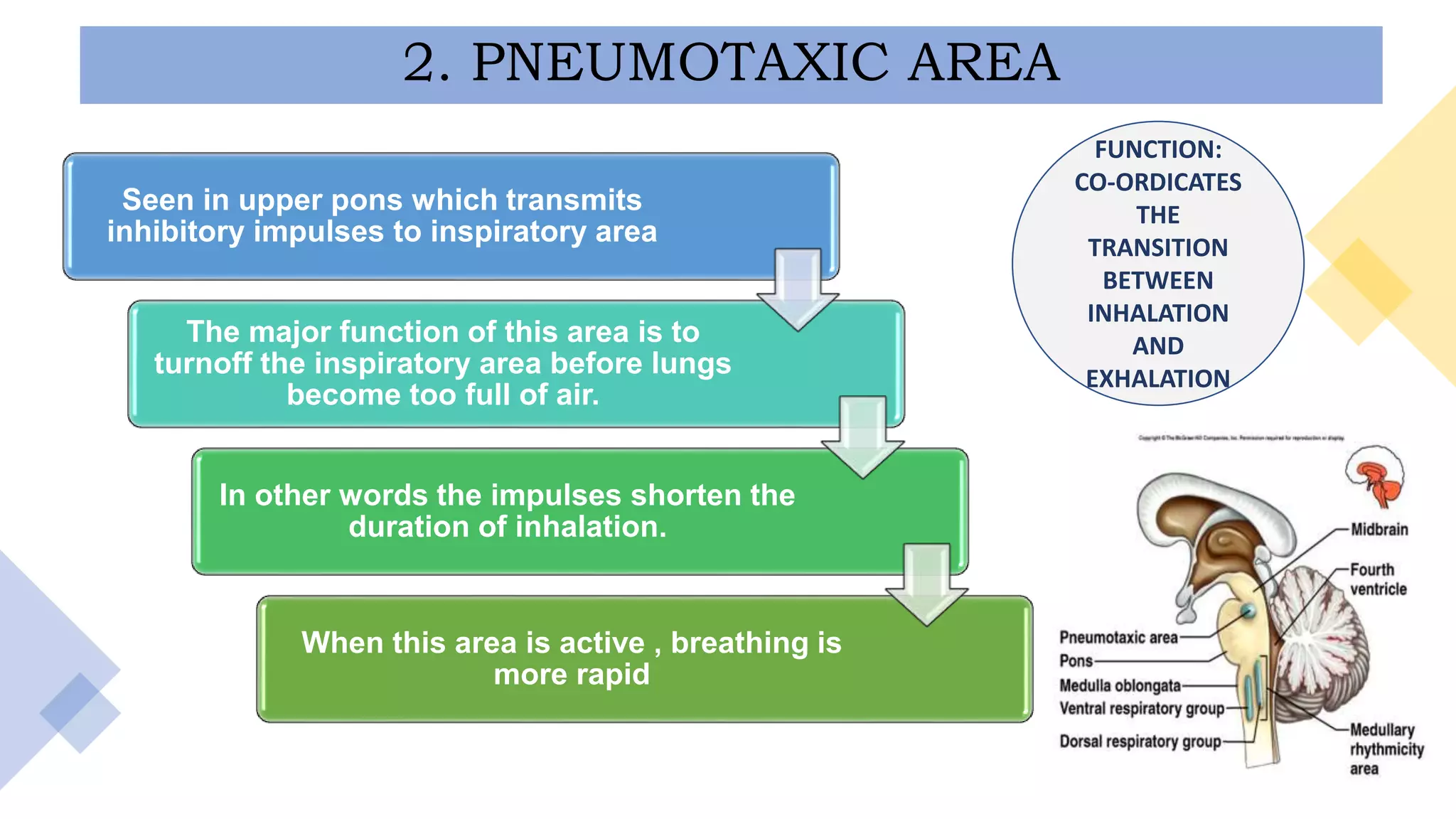 Respiratory centers | PPTX