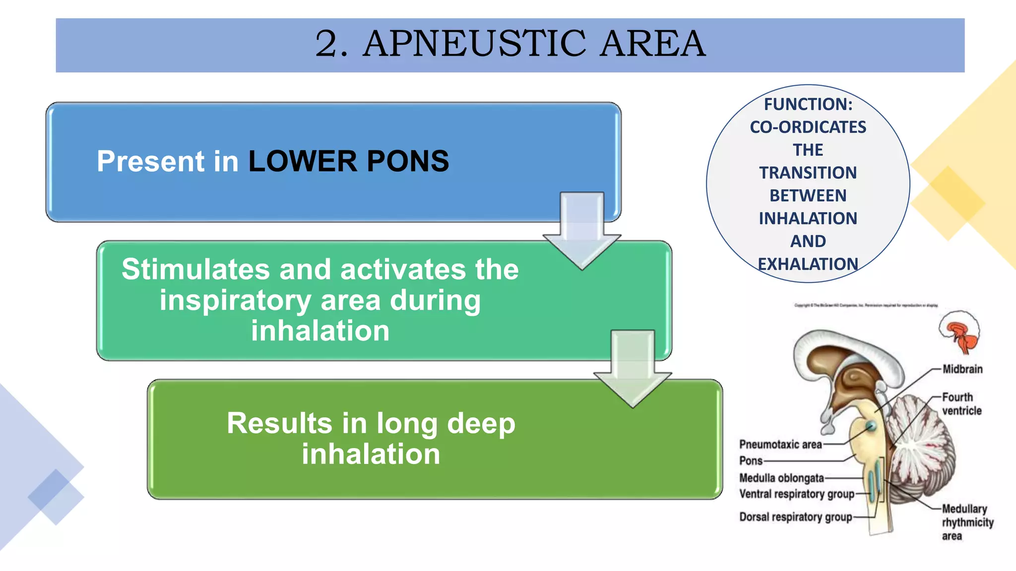 Respiratory centers | PPTX