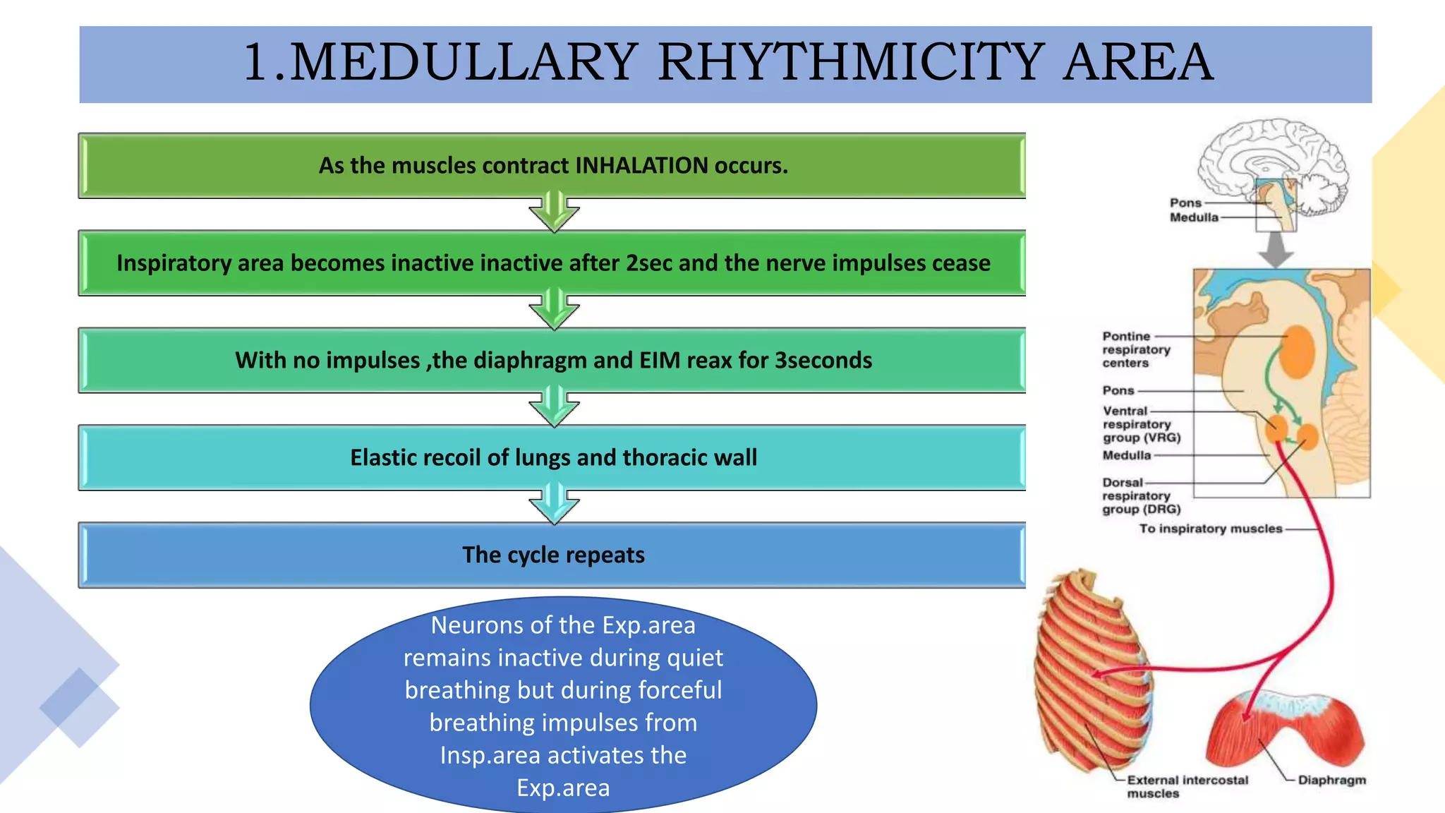 Respiratory centers | PPTX