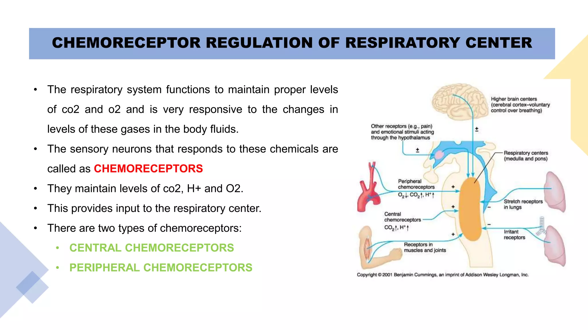 Respiratory centers | PPTX
