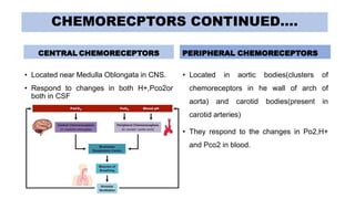 Respiratory centers | PPTX