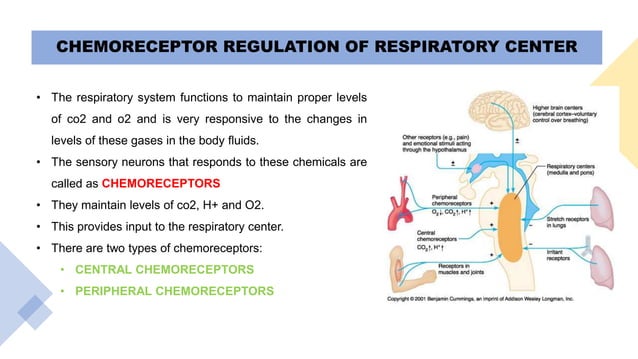 Respiratory centers | PPTX | Lung and Respiratory Health | Diseases and ...