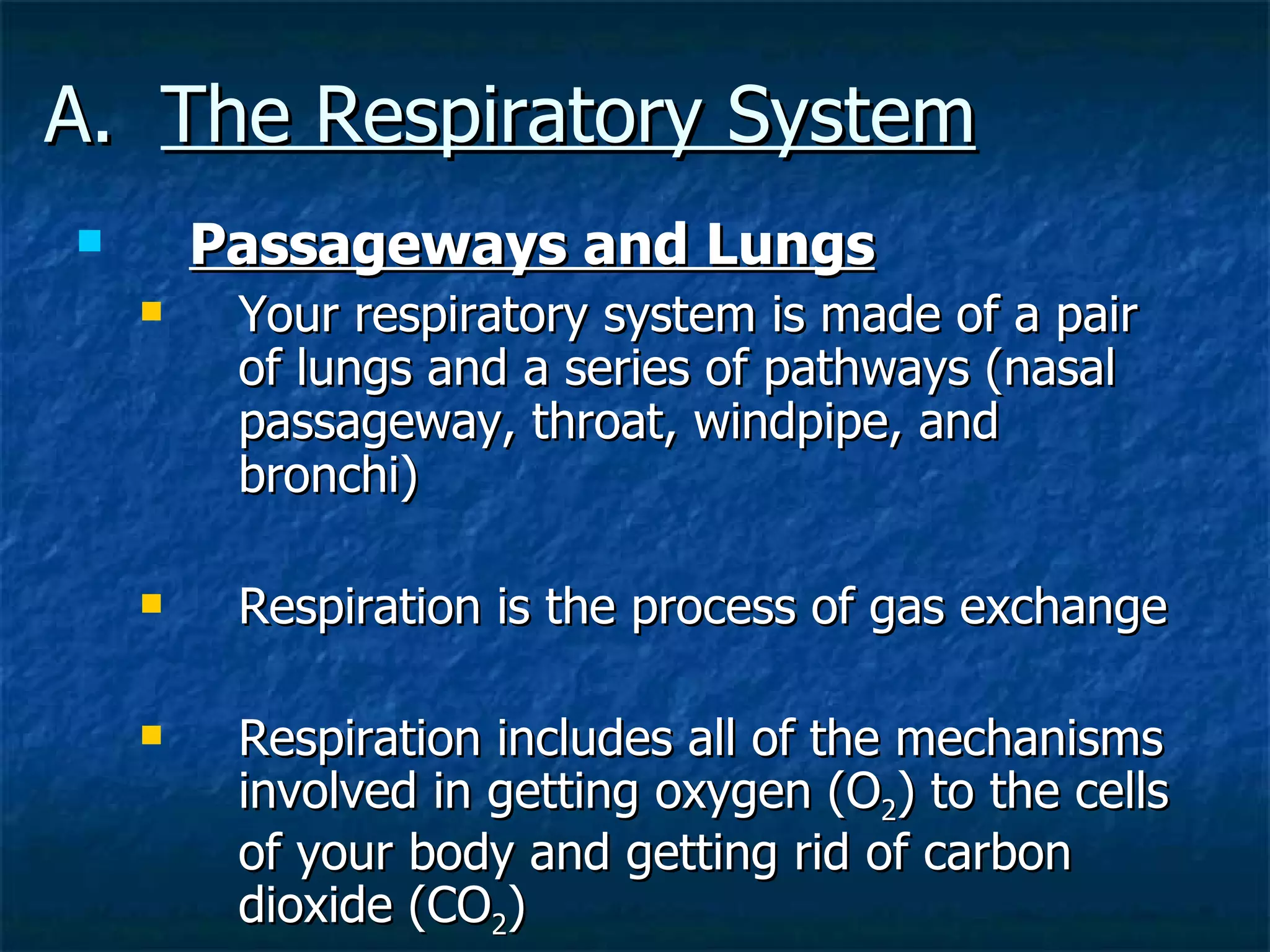 Respiratory, Circulatory, And Excretion System | PPT