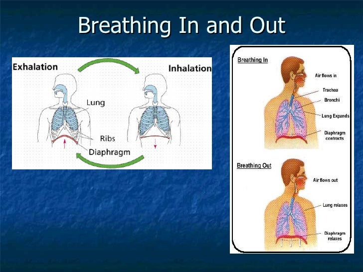 Respiratory And Excretory System Unit Kritsch