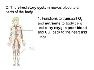 Respiratory circulatory lymphatic | PPT