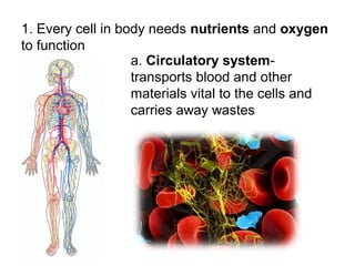 Respiratory circulatory lymphatic | PPT