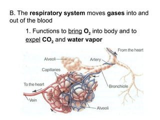Respiratory circulatory lymphatic | PPT