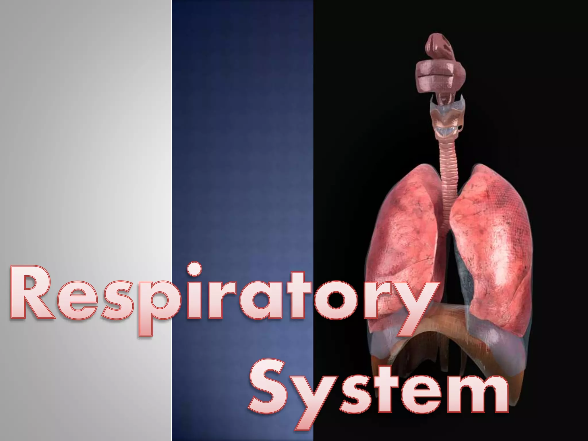 Respiratory & Circulatory System | PPTX