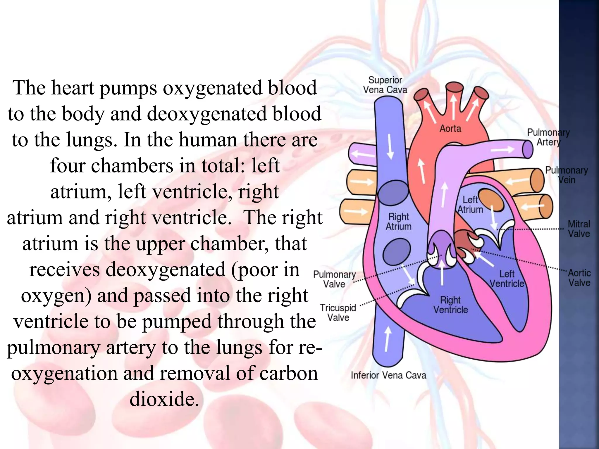 Respiratory & Circulatory System | PPTX